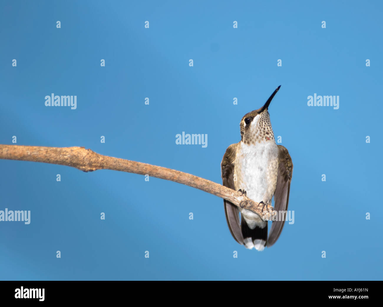 Developing Gorget High Resolution Stock Photography and Images - Alamy