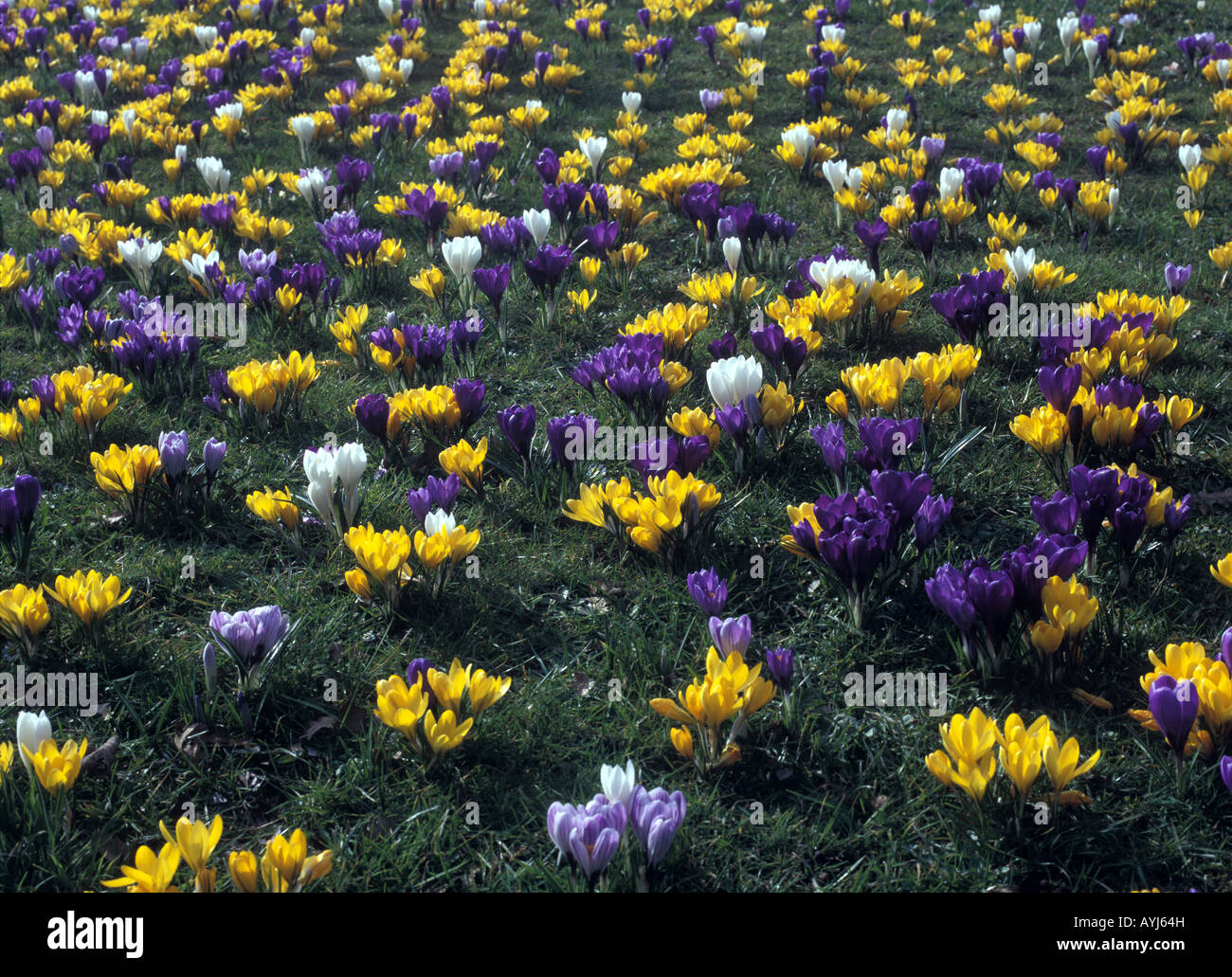 Crocus oreocreticus hi-res stock photography and images - Alamy