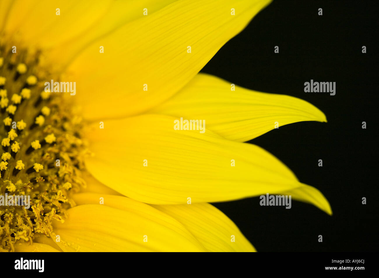 close up from a Sunflower - genus Helianthus Stock Photo - Alamy
