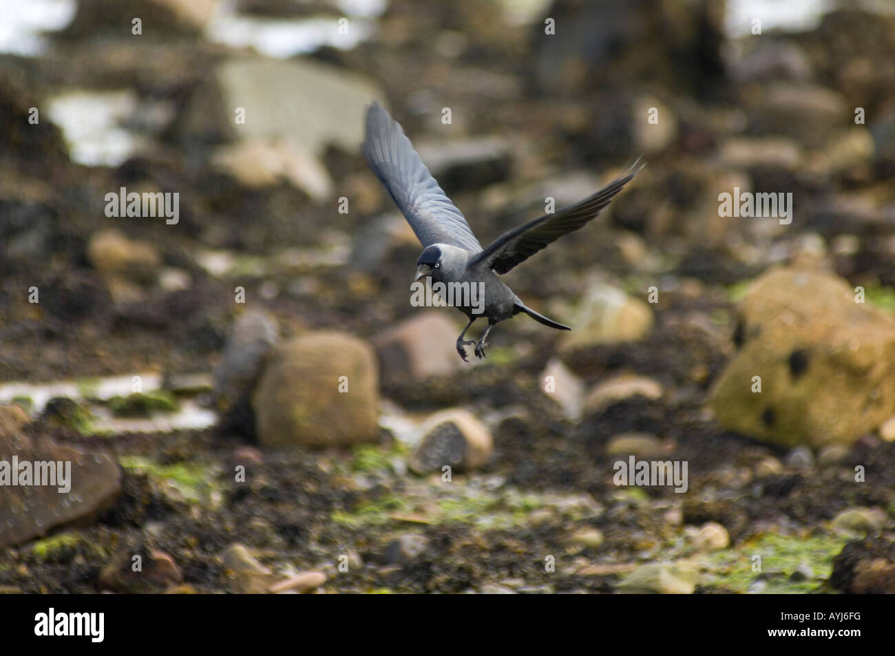 Hoody hooded crow Corvus cornix in flight Stock Photo - Alamy