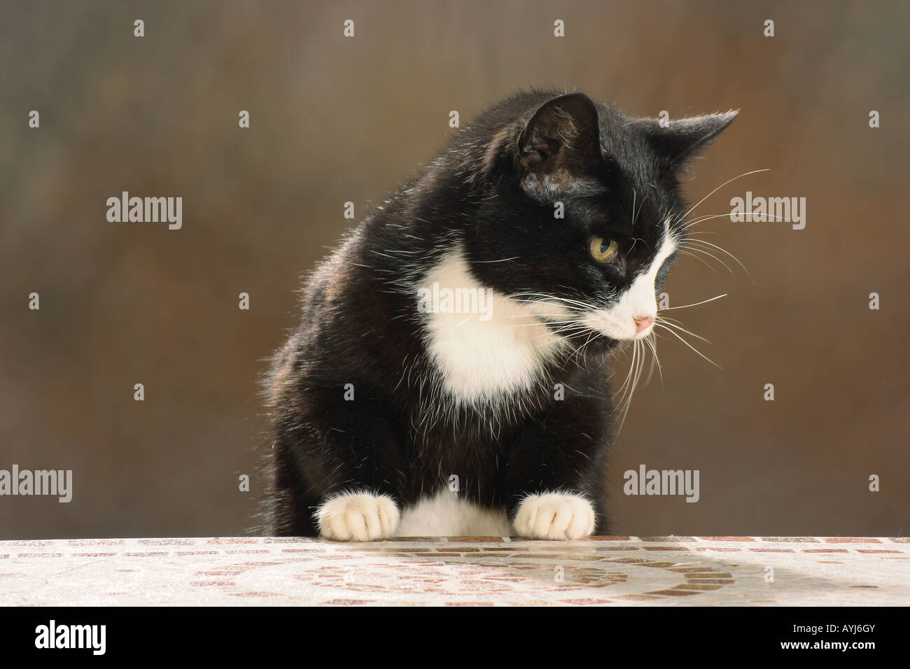 Cat paws edge table hi-res stock photography and images - Alamy