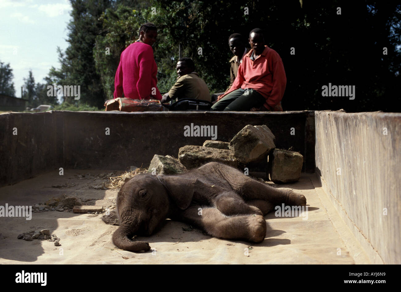 Dead elephant sad hi-res stock photography and images - Alamy