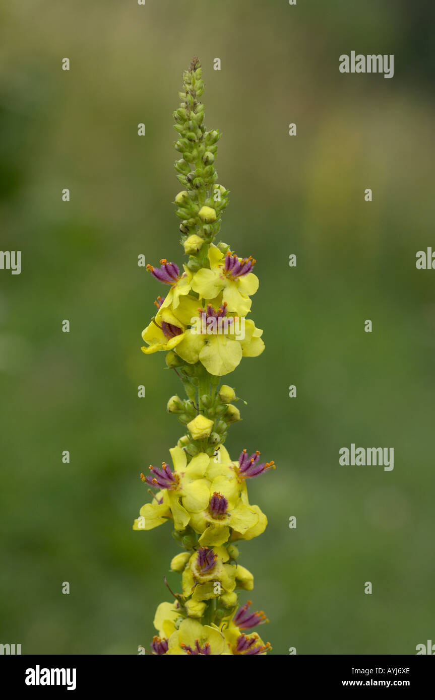 Dark Mullein Verbascum nigram flower spike Oxfordshire UK Stock Photo ...