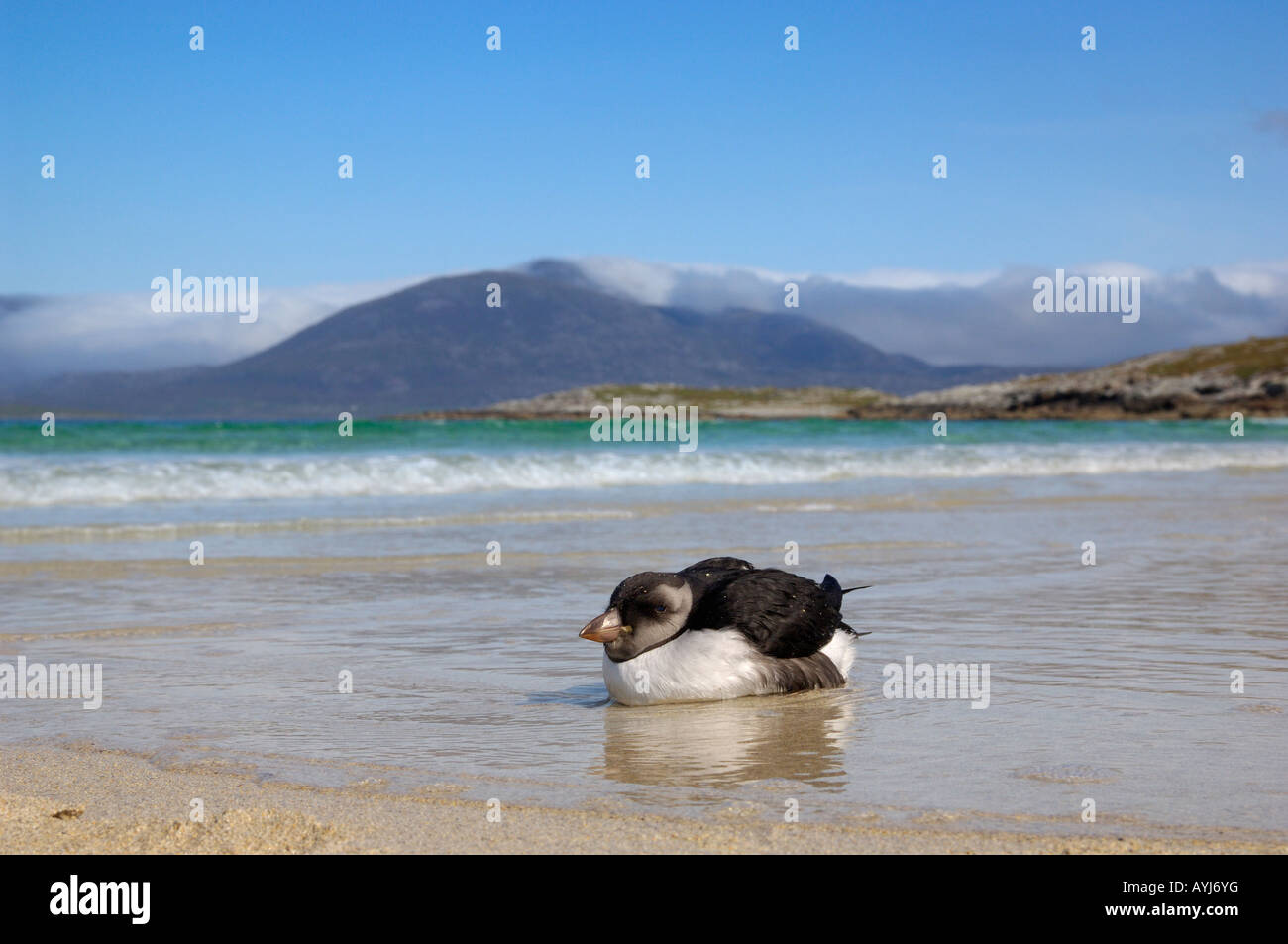 Puffin fledging hi-res stock photography and images - Alamy