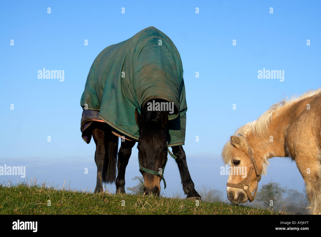 Mount pony hi-res stock photography and images - Alamy