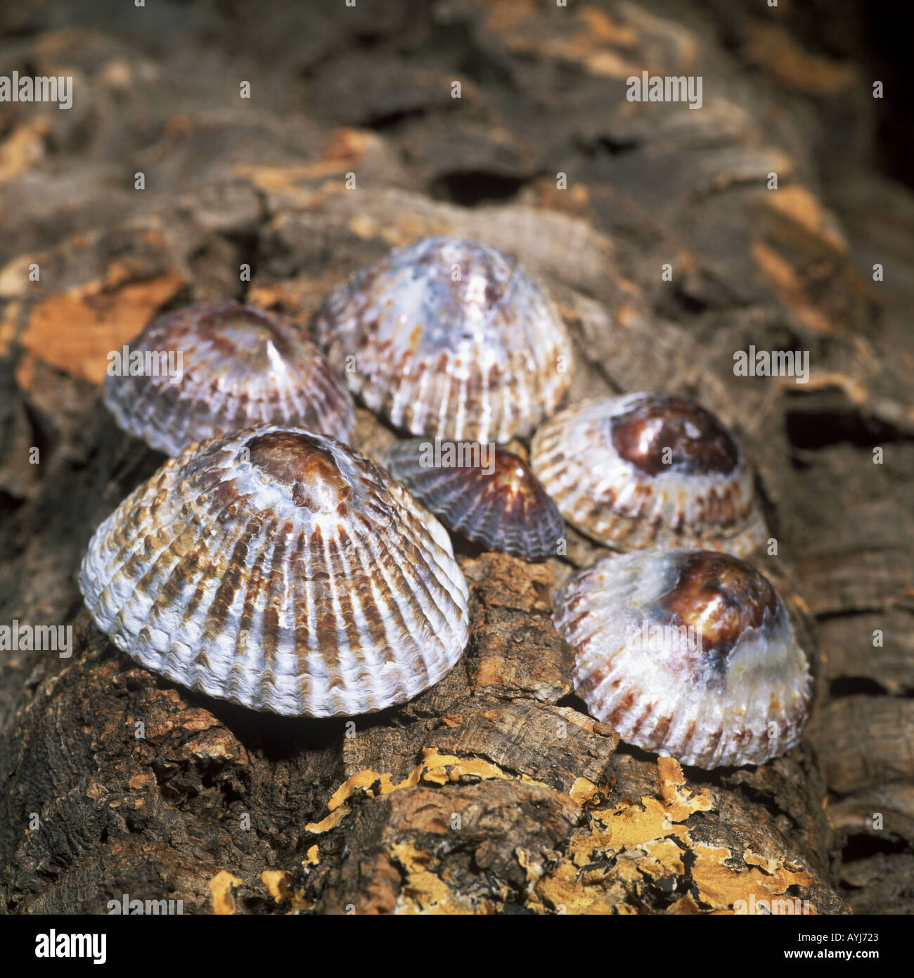 6 small shells hi-res stock photography and images - Alamy