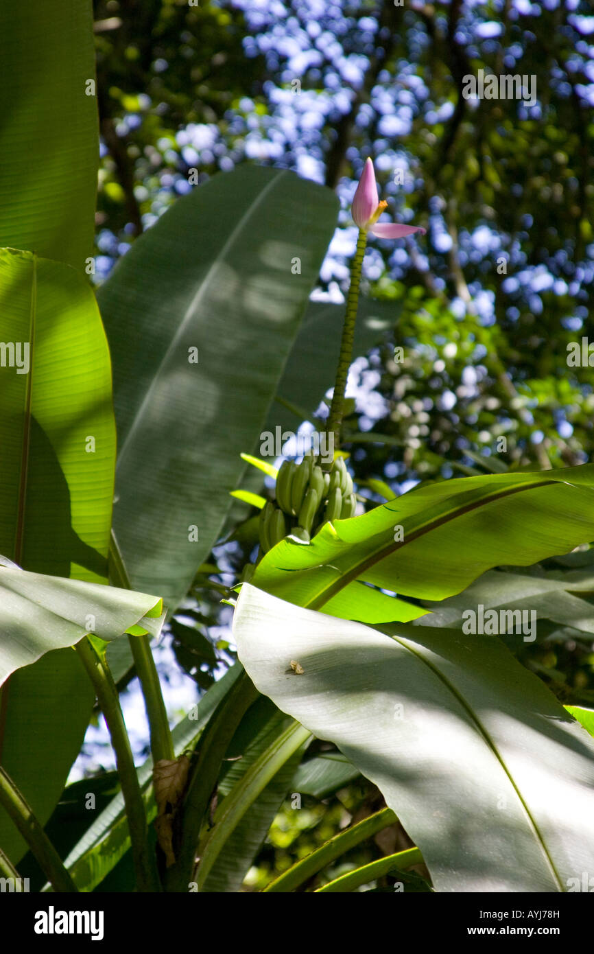 Banana tree in the atlantic forest Stock Photo - Alamy