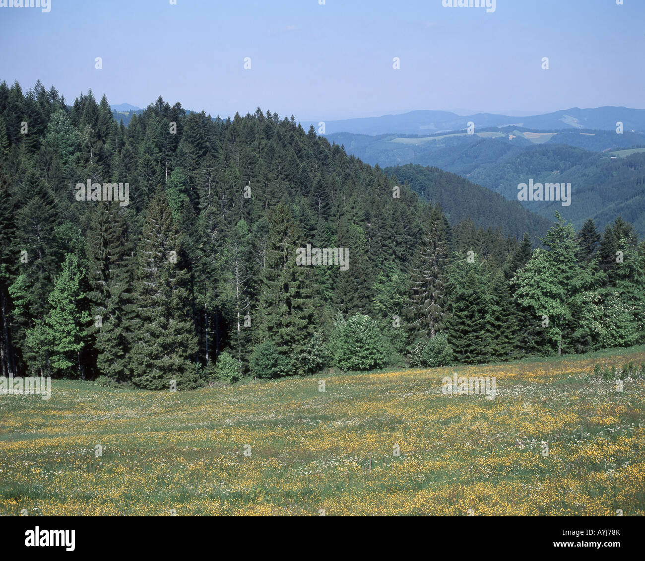 Germans forest hi-res stock photography and images - Alamy