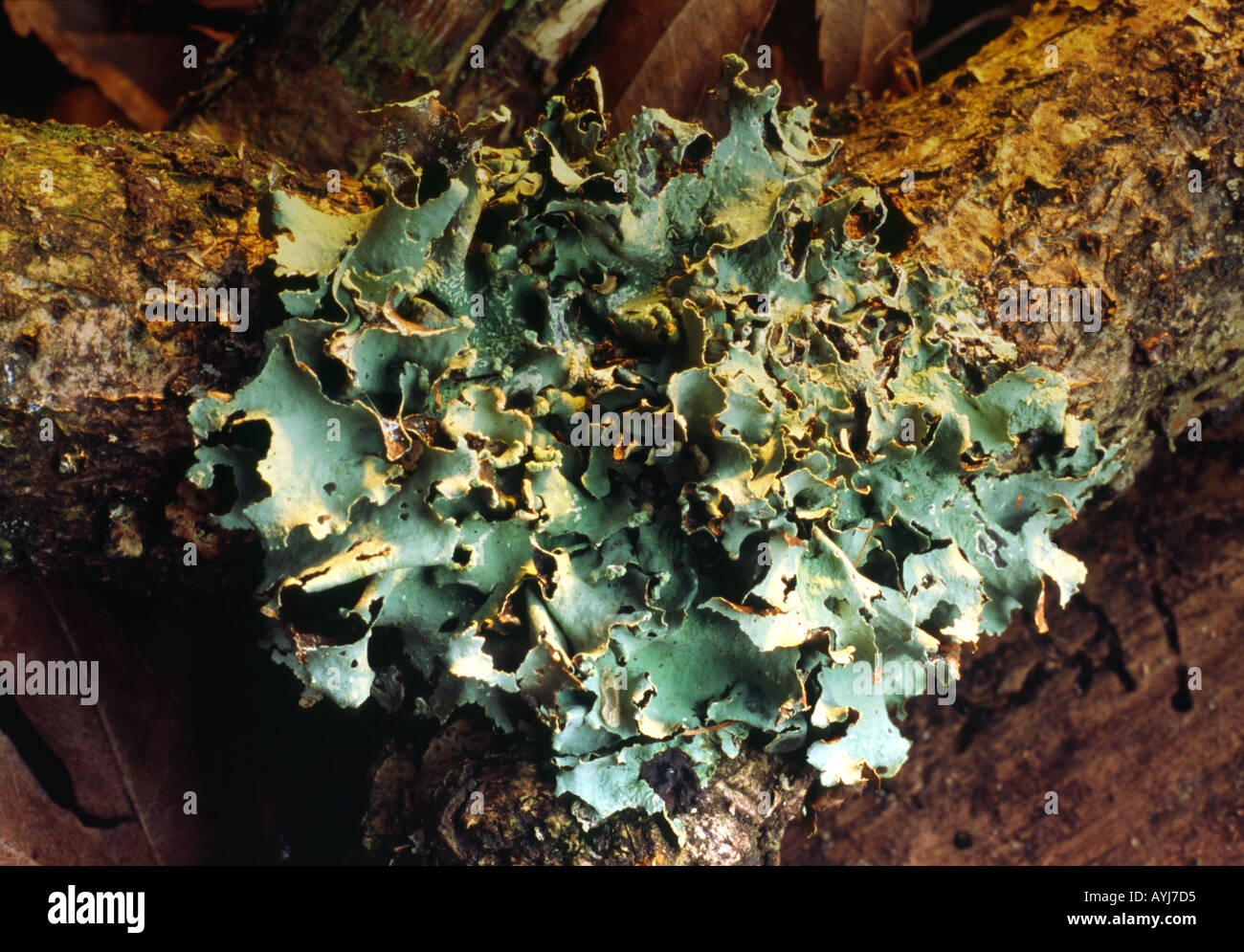 Temperate woodland uk lichen hi-res stock photography and images - Alamy