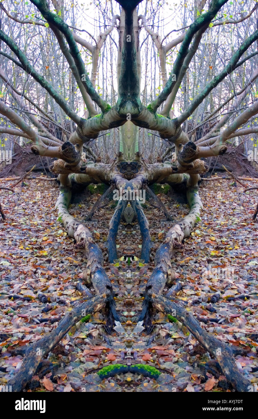 Trees Branches Surreal,Surrealistic,Manipulated,Digital,Image Stock ...