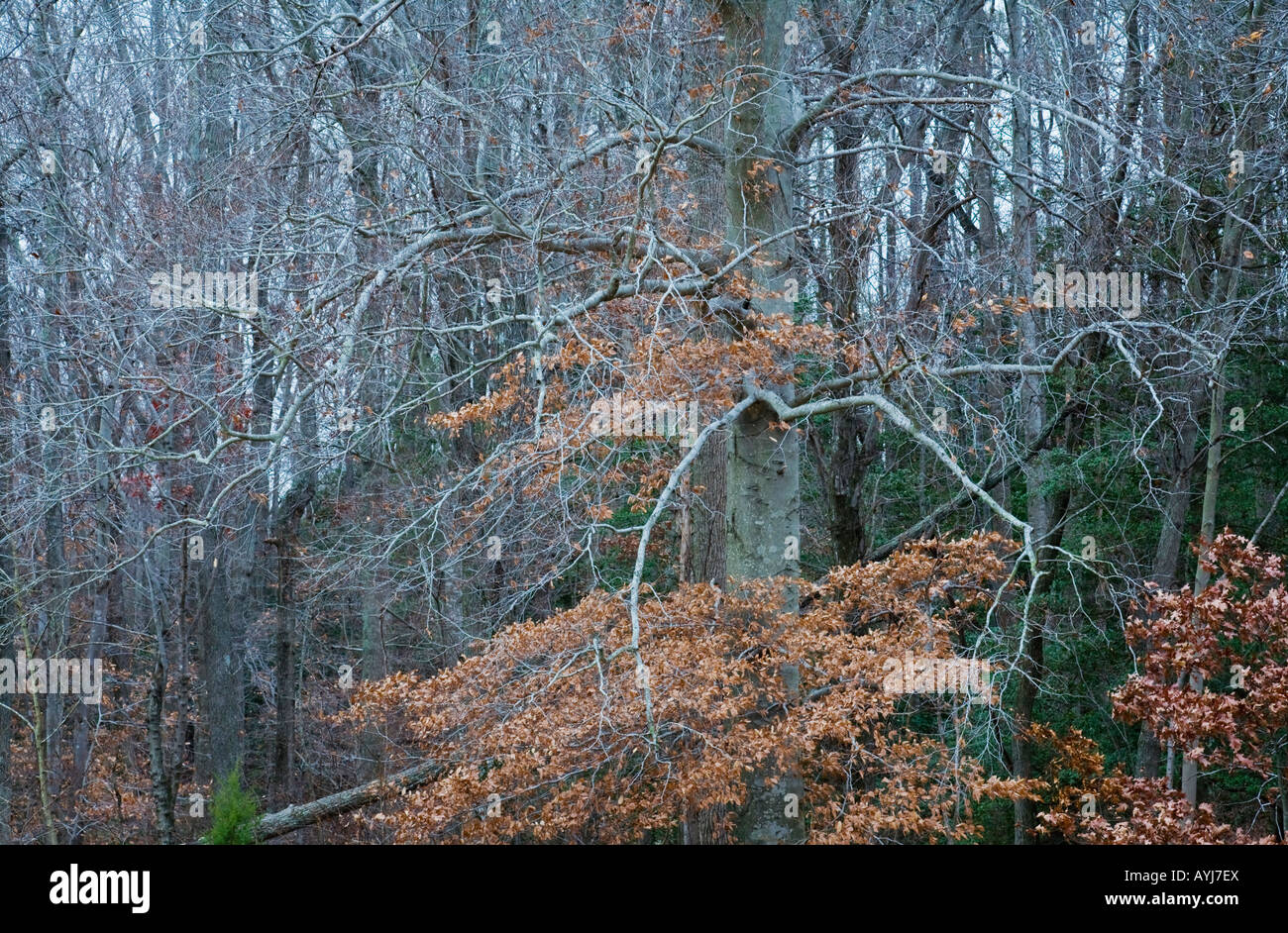 A view looking into a deciduous hardwood forest in Winter Southern ...