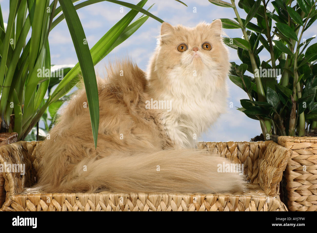 Persian cat - sitting on sofa Stock Photo - Alamy