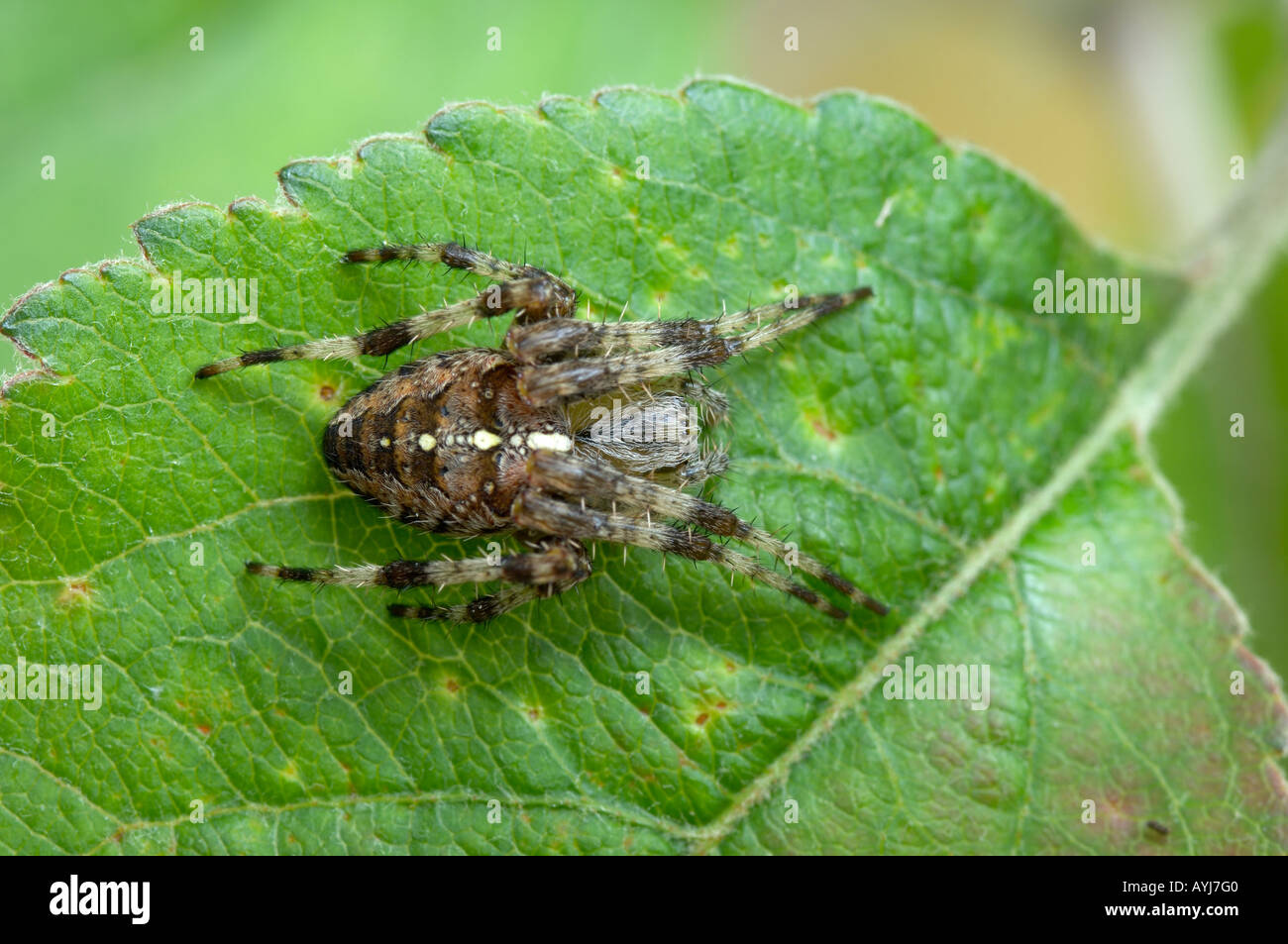 Garden Orb Spider Araneus diadematus resting on leaf Oxfordshire UK ...