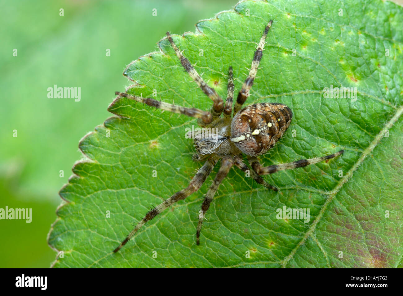 Garden Orb Spider Araneus diadematus resting on leaf Oxfordshire UK ...