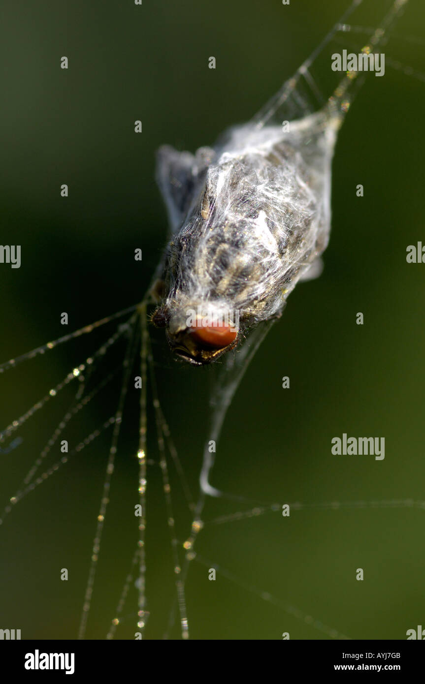 Fly wrapped up in spiders webbing UK Stock Photo - Alamy