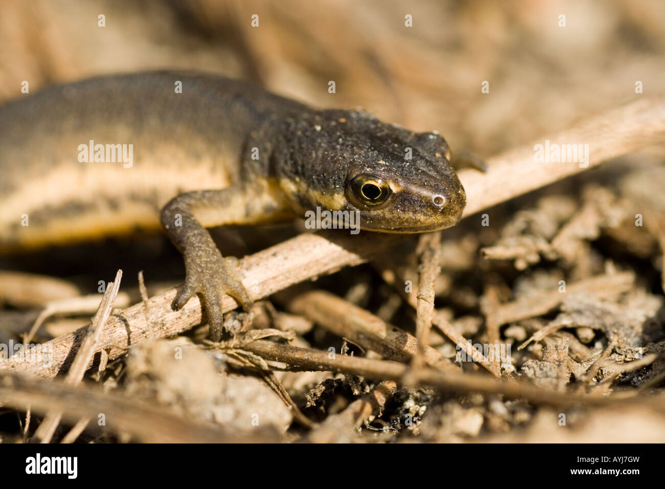 Triturus vulgaris vulgaris hi-res stock photography and images - Alamy