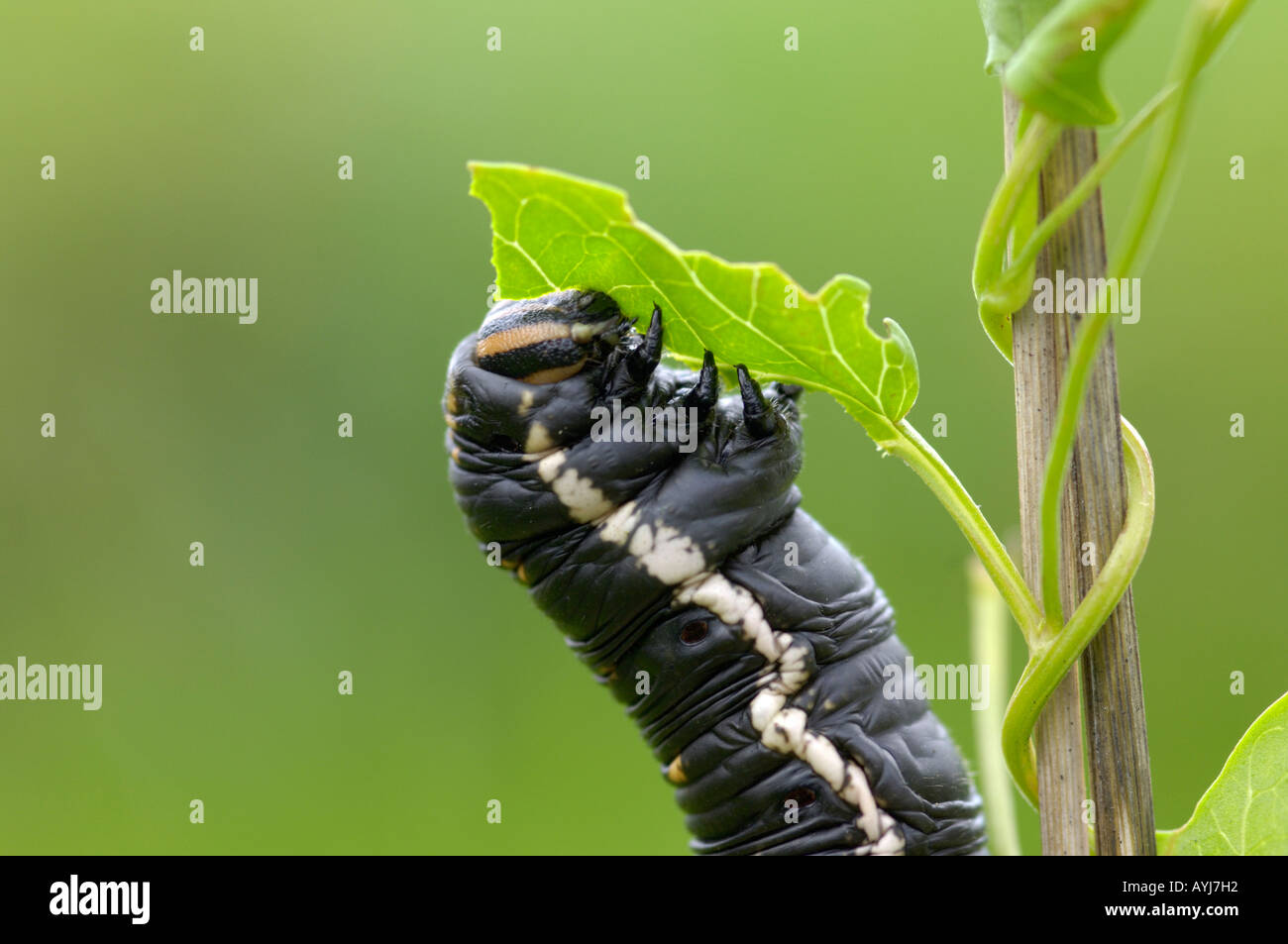 Convolvulus Hawkmoth Herse convolvuli caterpillar or larva feeding on ...