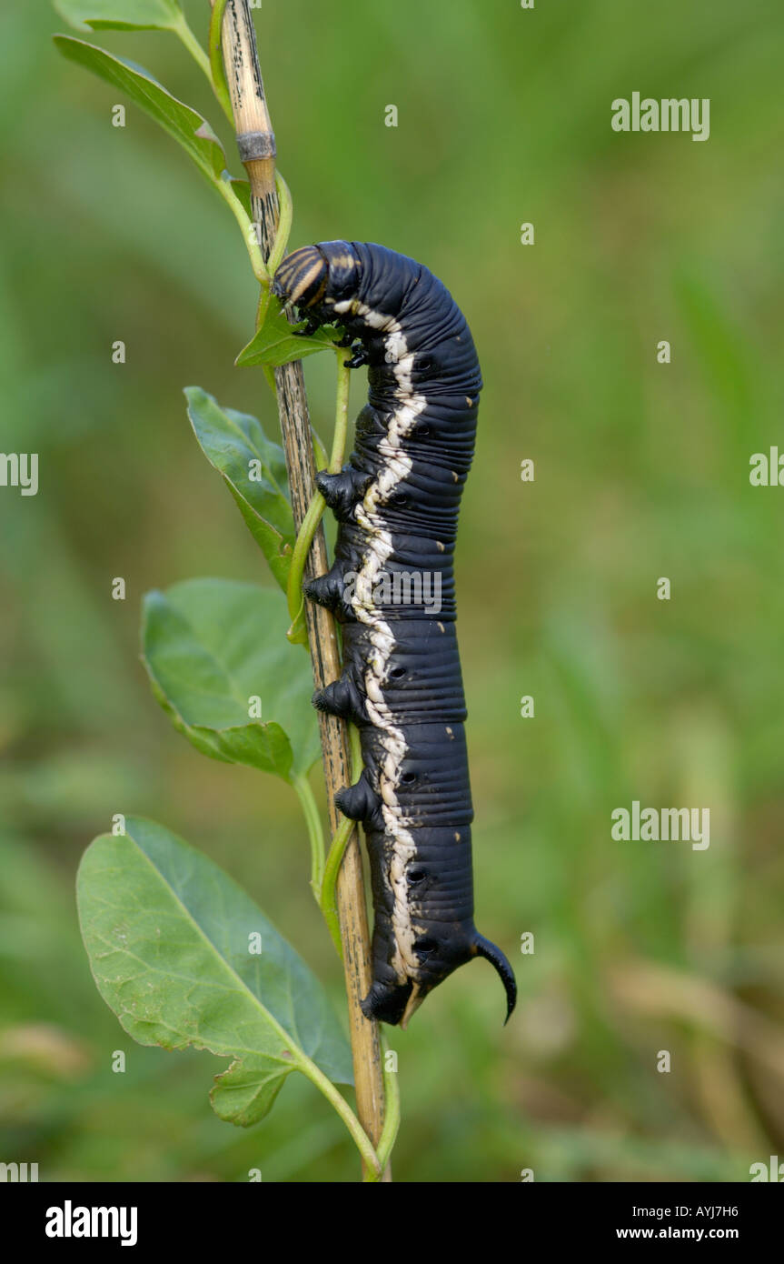 Convolvulus Hawkmoth Herse convolvuli caterpillar or larva feeding on ...