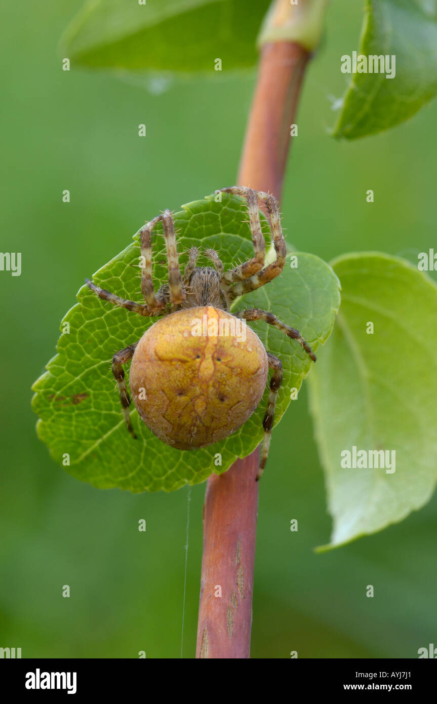 Fat spider hi-res stock photography and images - Alamy