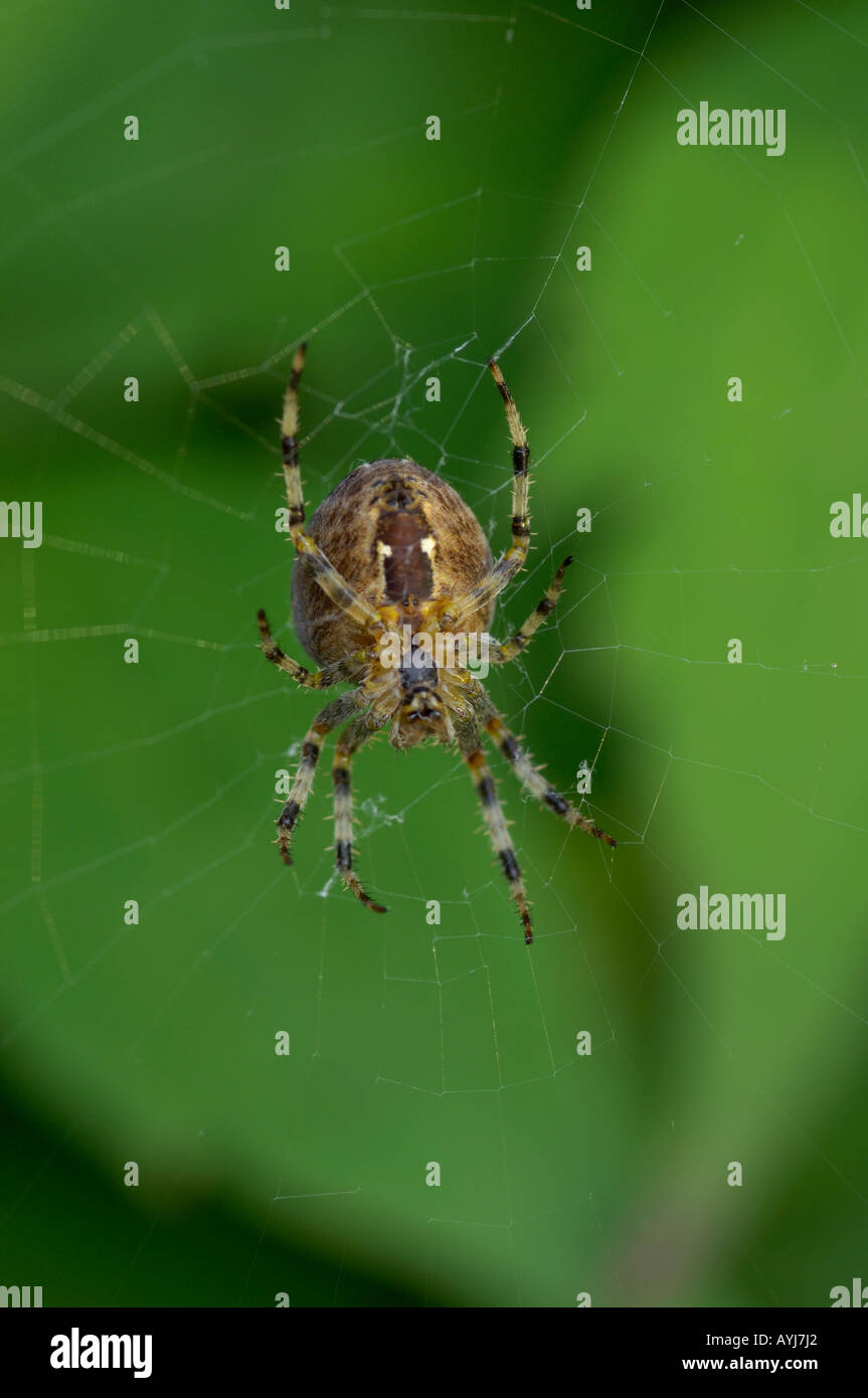 Ord Web Spider Araneus sp resting in its web underside view showing ...