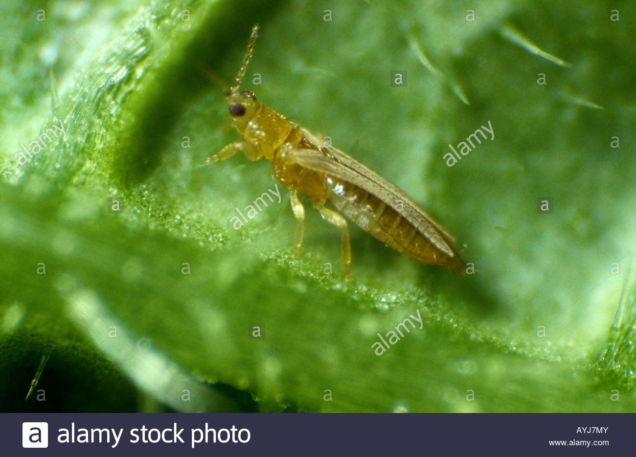 Thripidae Stock Photos & Thripidae Stock Images - Alamy