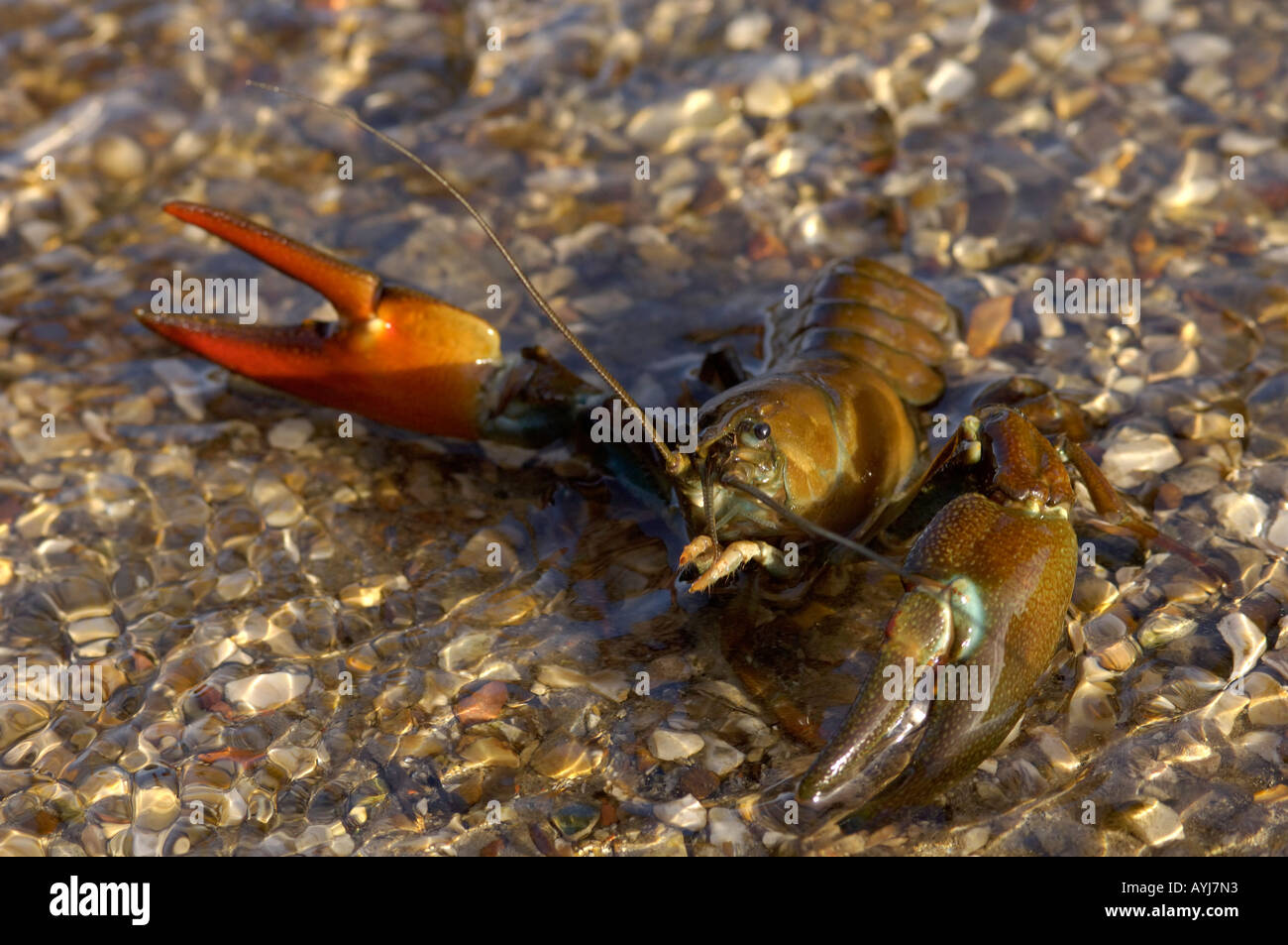 American signal crayfish hi-res stock photography and images - Alamy