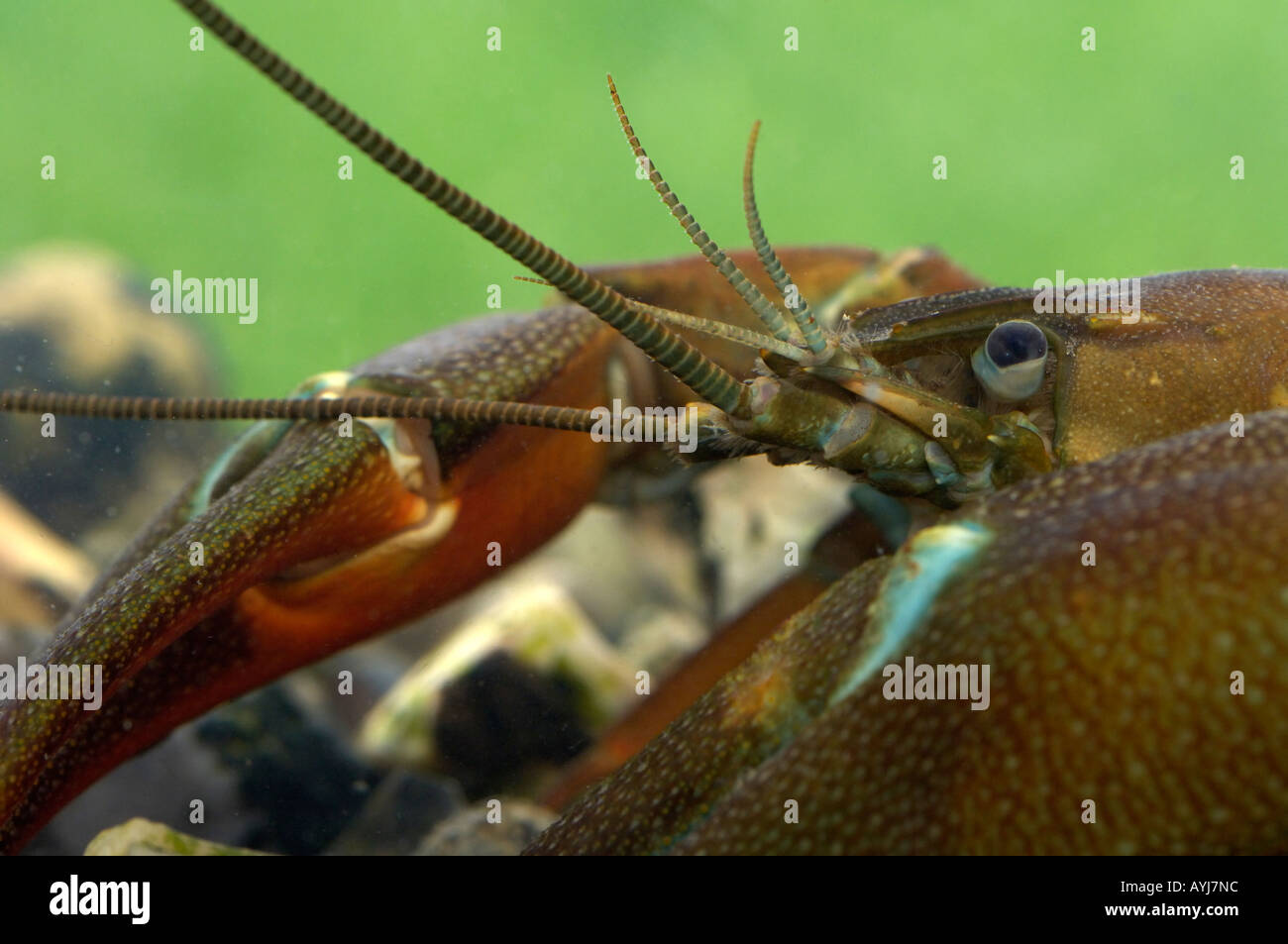 American Signal Crayfish Pacifastacus leniusculus Oxfordshire UK close ...
