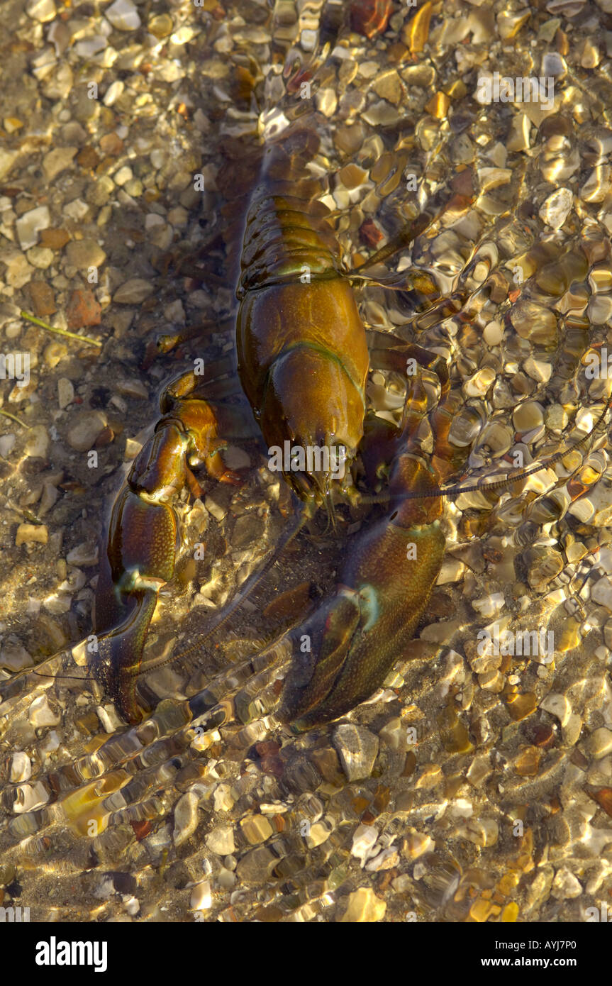 American Signal Crayfish Pacifastacus leniusculus Oxfordshire UK Stock ...