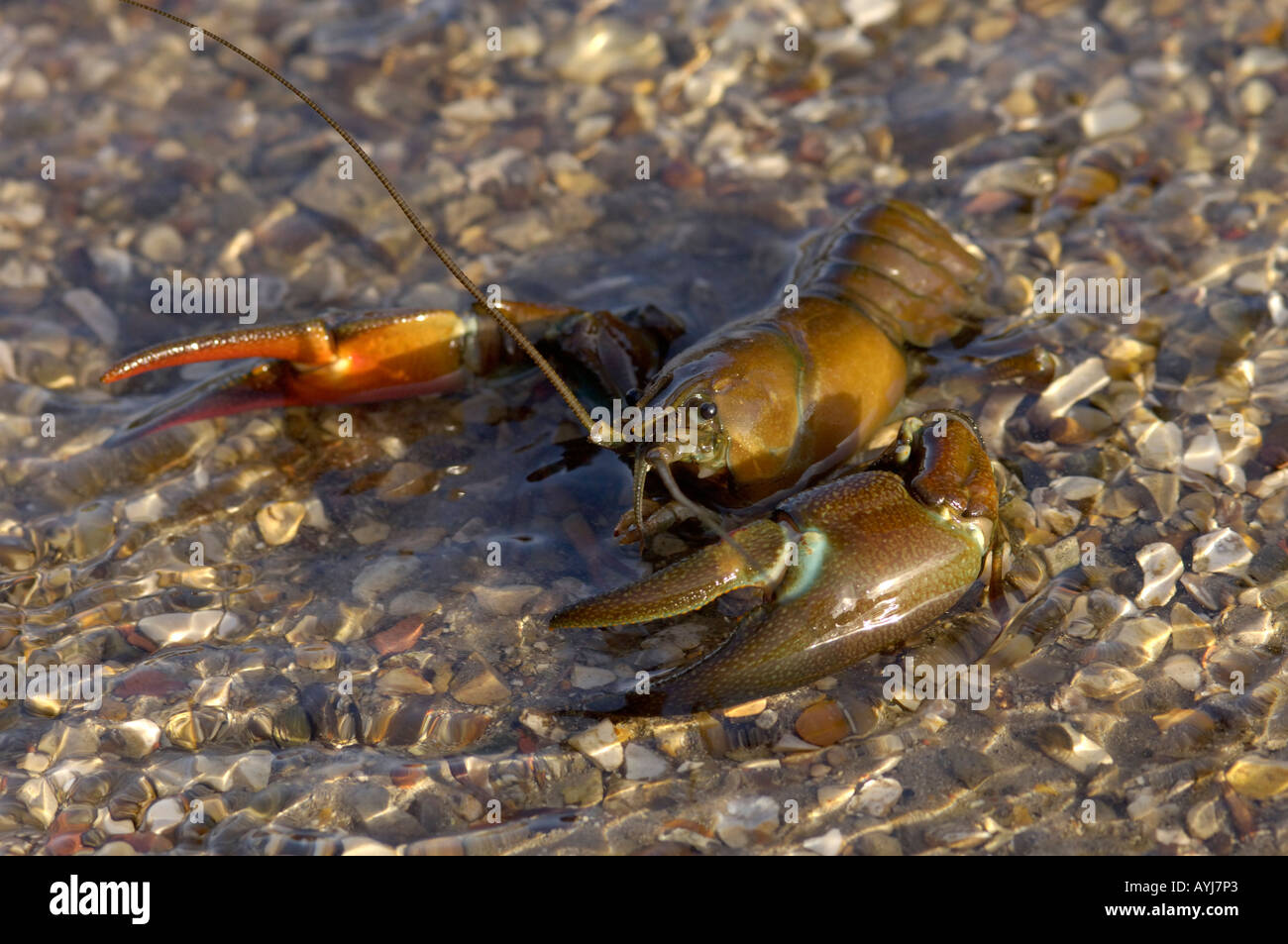 American signal crayfish hi-res stock photography and images - Alamy