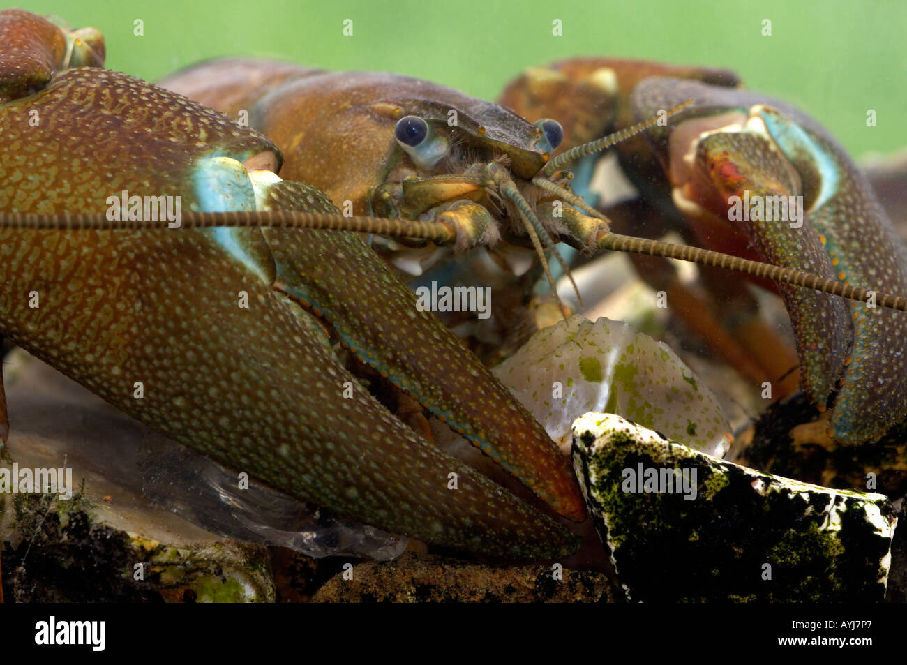 American Signal Crayfish High Resolution Stock Photography and Images ...