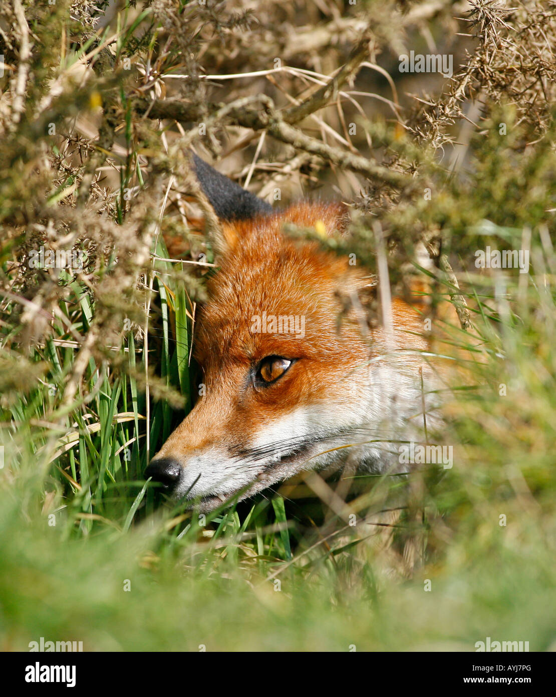 Fox in the undergrowth hi-res stock photography and images - Alamy