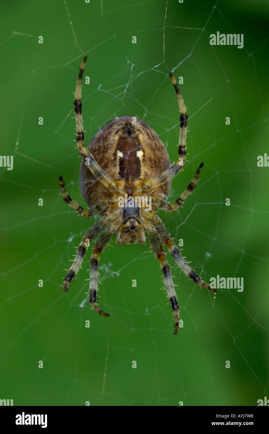 Ord Web Spider Araneus sp resting in its web underside view showing ...