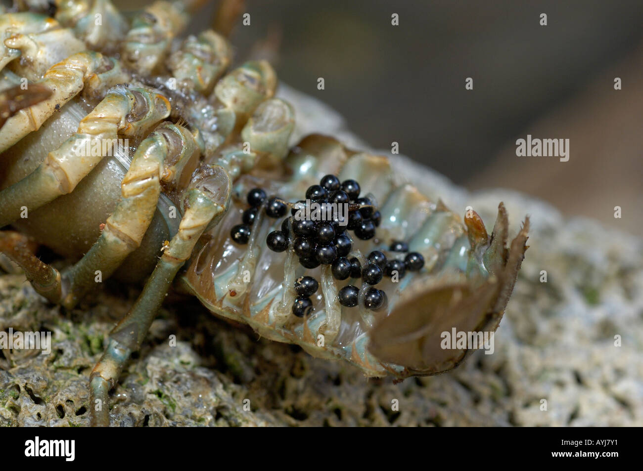 American Signal Crayfish Pacifastacus lenuisculus underside showing ...