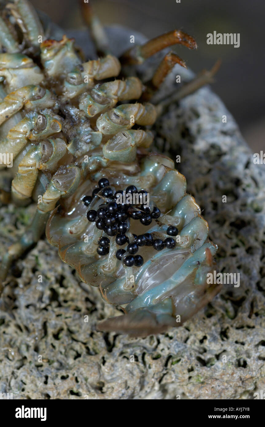 American Signal Crayfish Pacifastacus lenuisculus underside showing ...