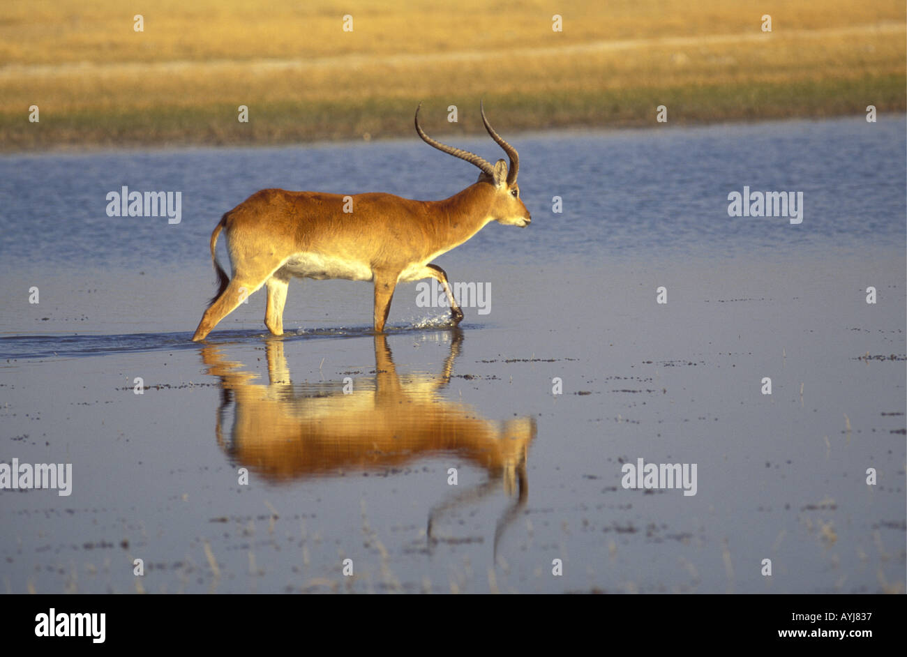 Red Lechwe KOBUS LECHWE Moremi Game Reserve Botswana Africa Stock Photo ...