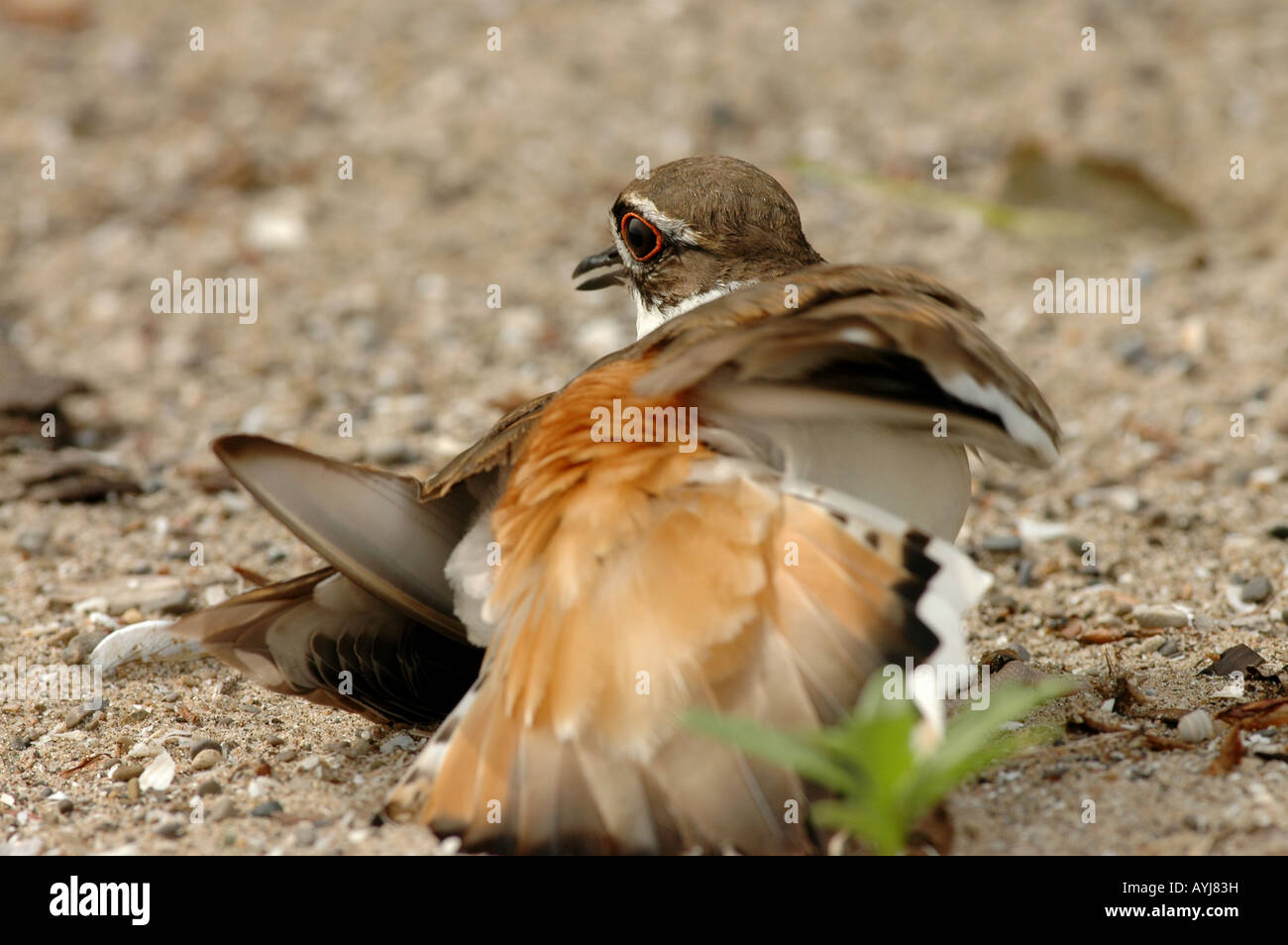 Broken wing hi-res stock photography and images - Alamy