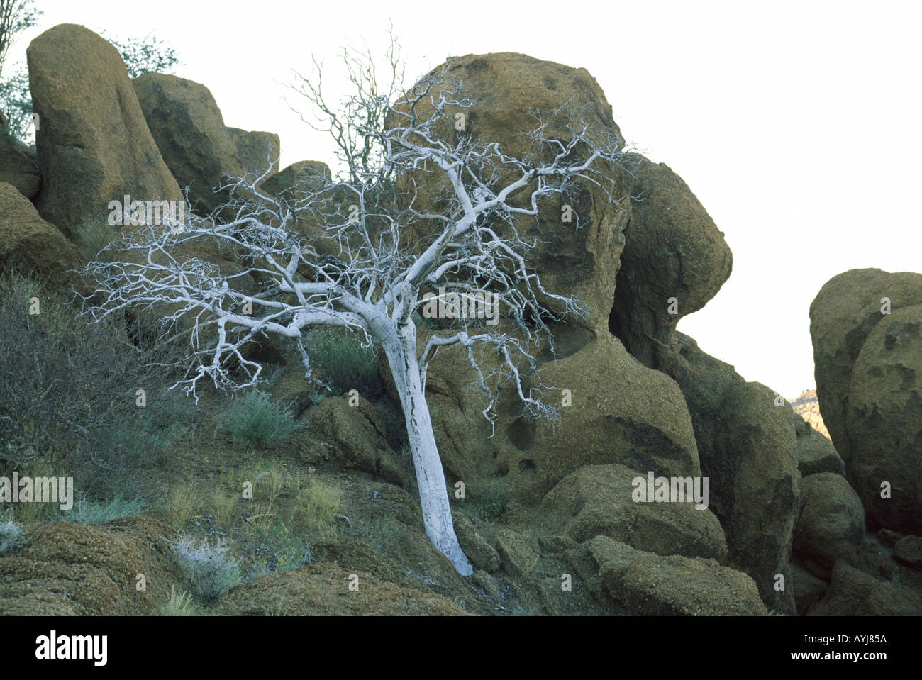 Bleached sandstone hi-res stock photography and images - Alamy