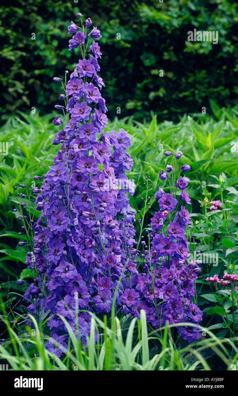Delphinium cassius hi-res stock photography and images - Alamy