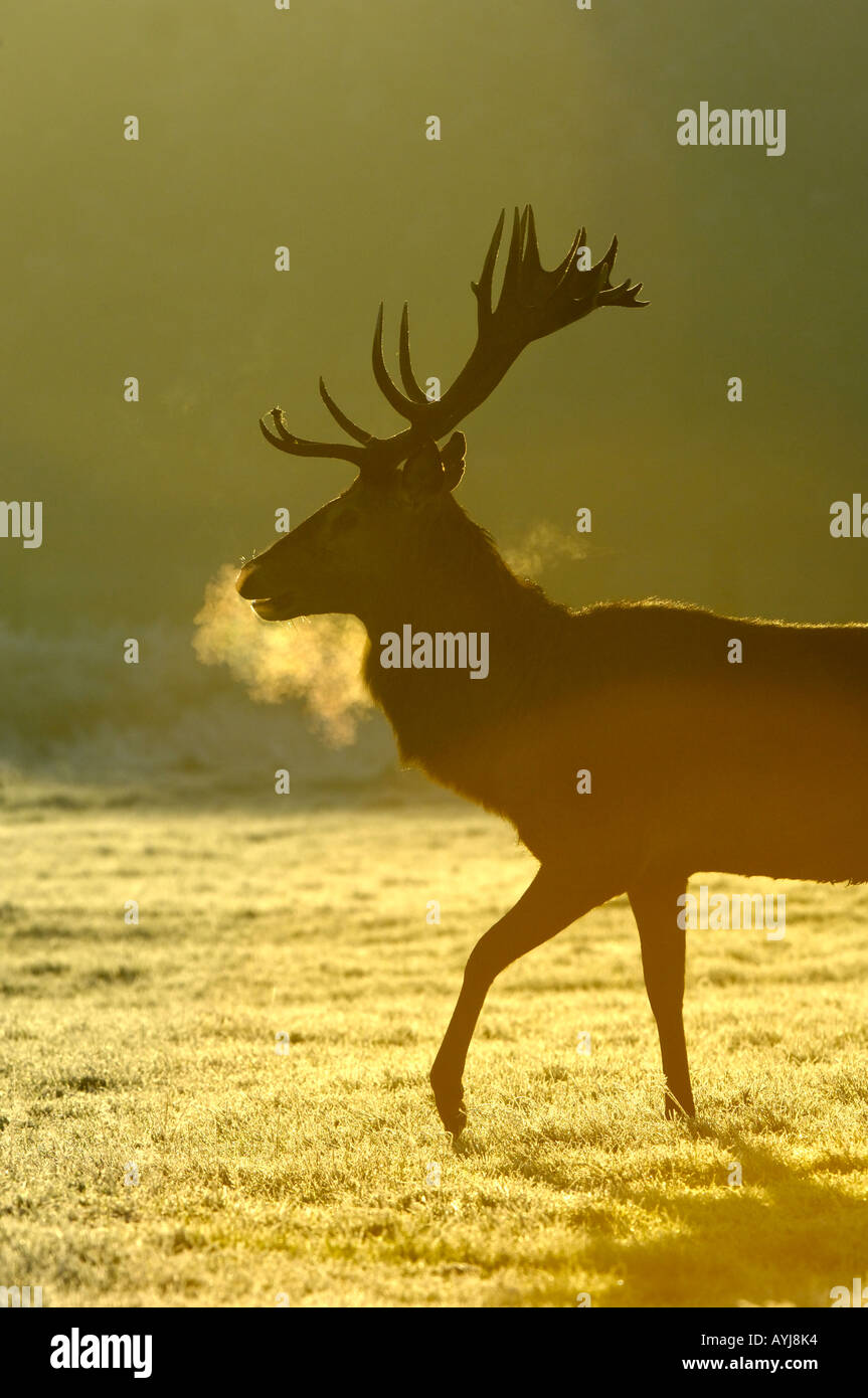 Red Deer Cervus elaphus Stag UK showing breath on cold morning Stock ...
