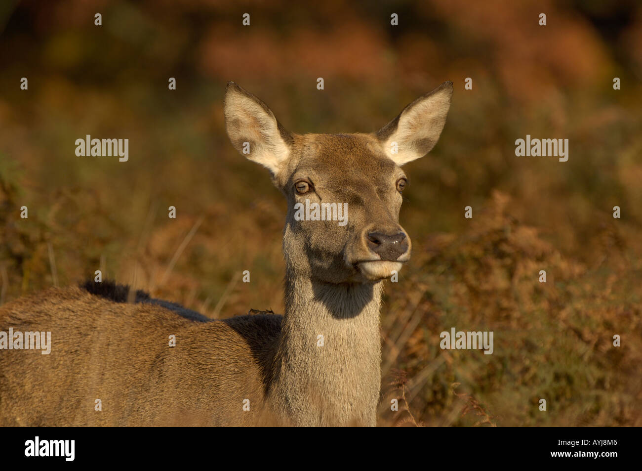 Close up red deer hi-res stock photography and images - Alamy