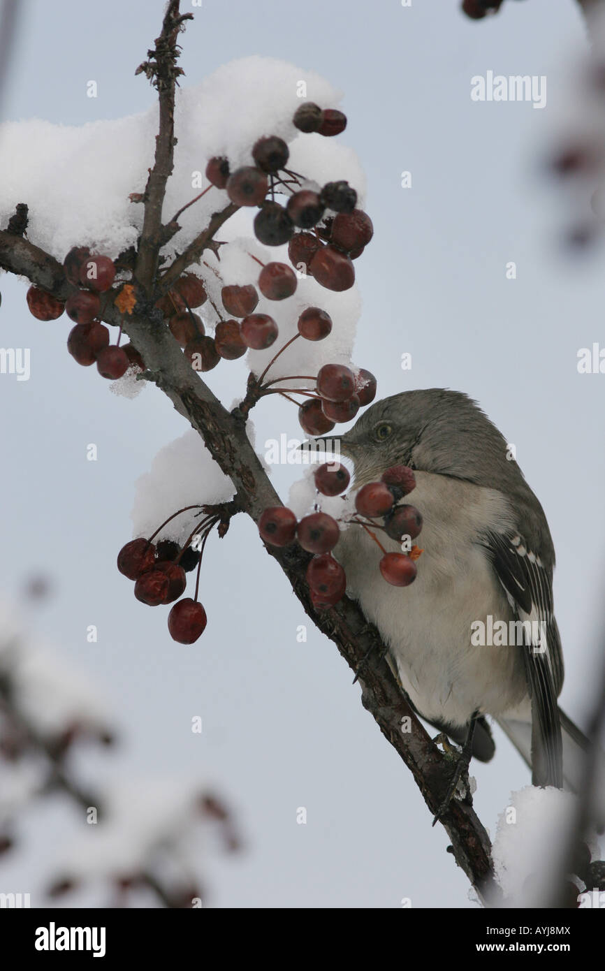 mockingbird snow berries Stock Photo - Alamy