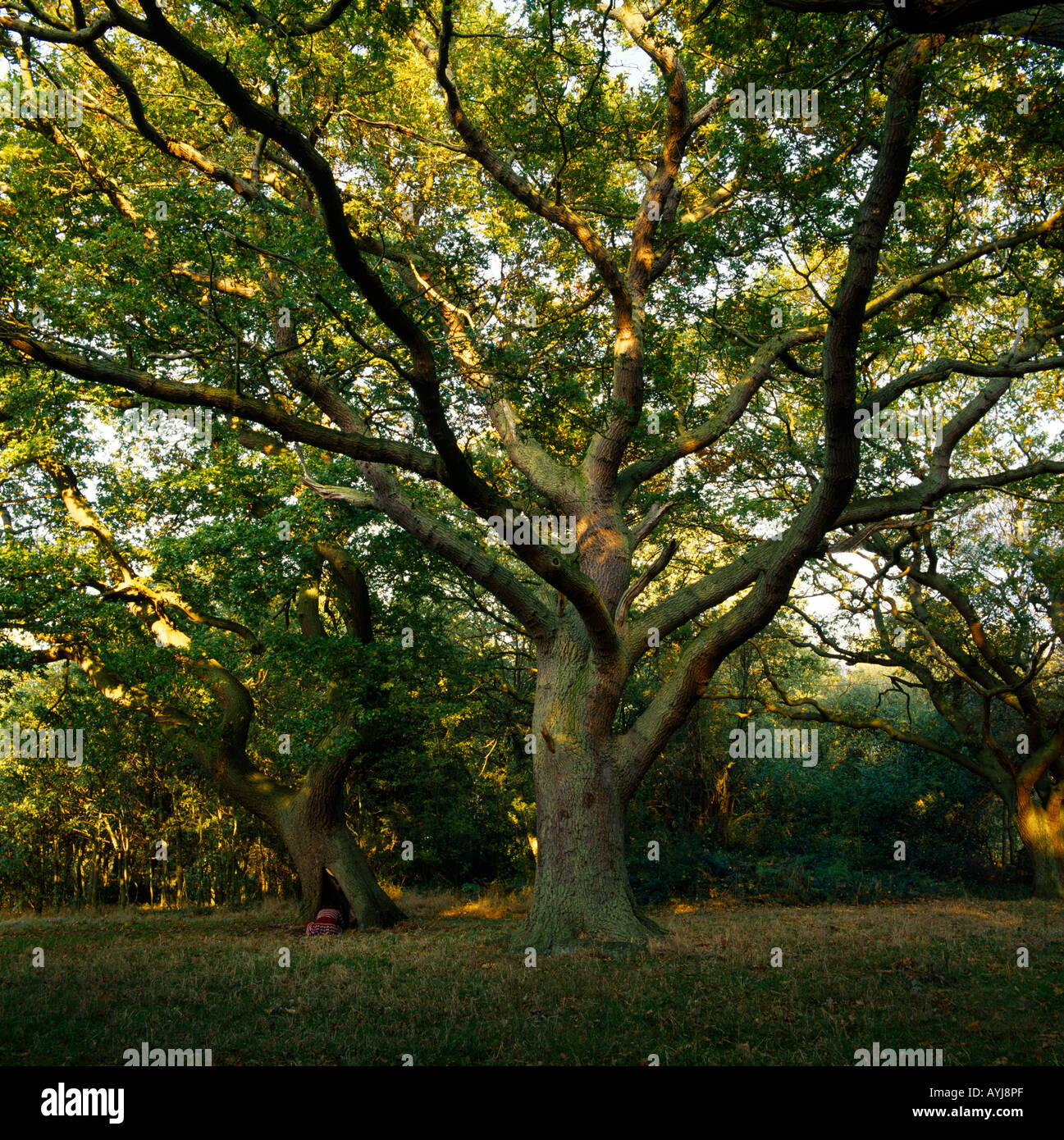 Surrey England Stew Ponds Epsom Tree Stock Photo - Alamy