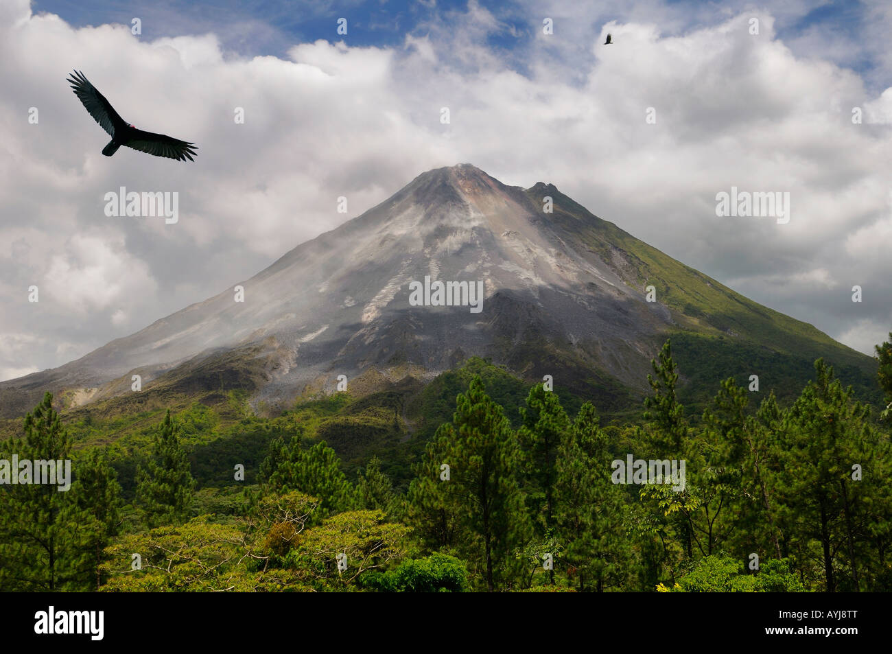 Turkey vultures flying aroung active Arenal Volcano Costa Rica Stock ...