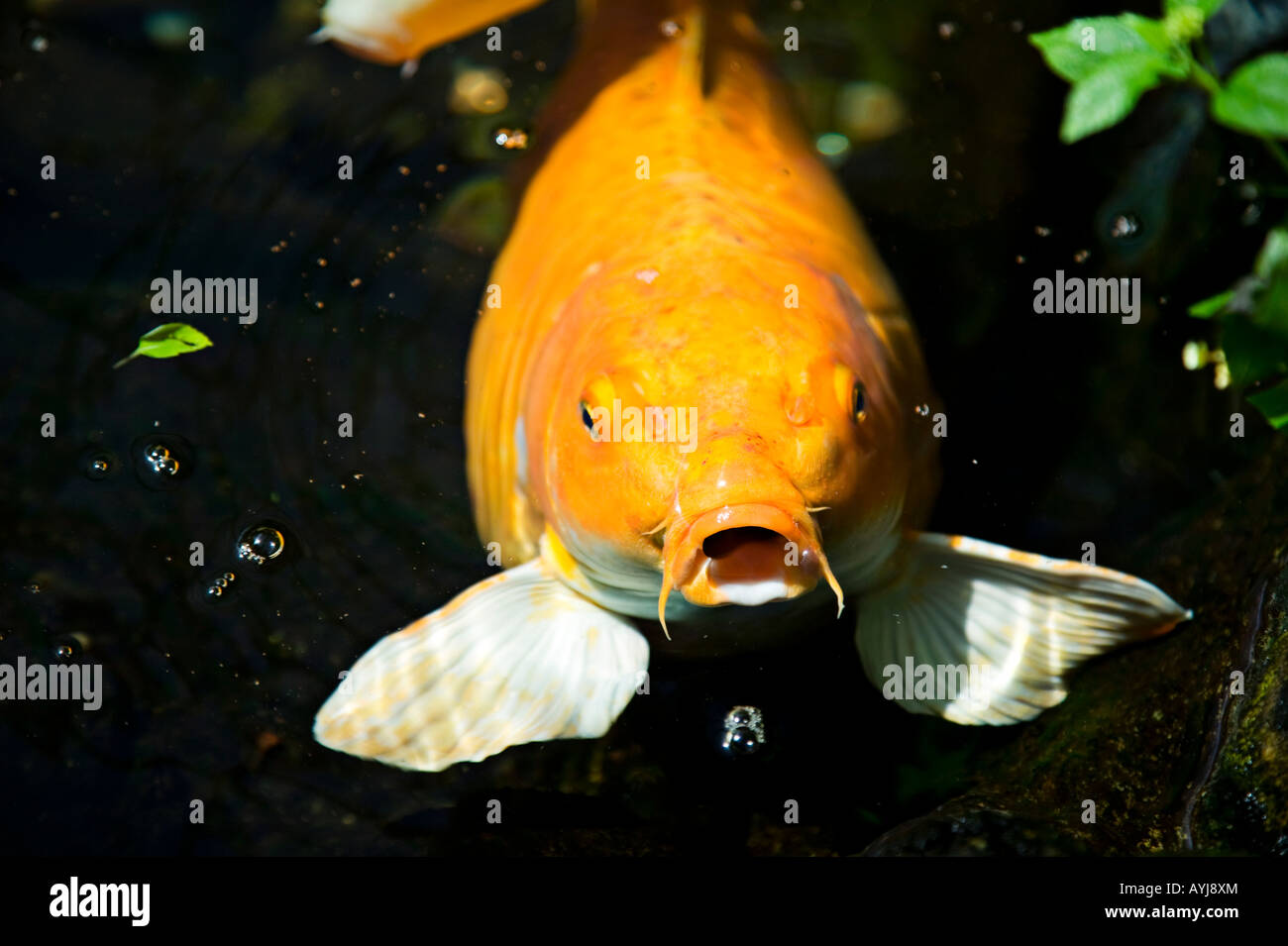 Koi carp hi-res stock photography and images - Alamy