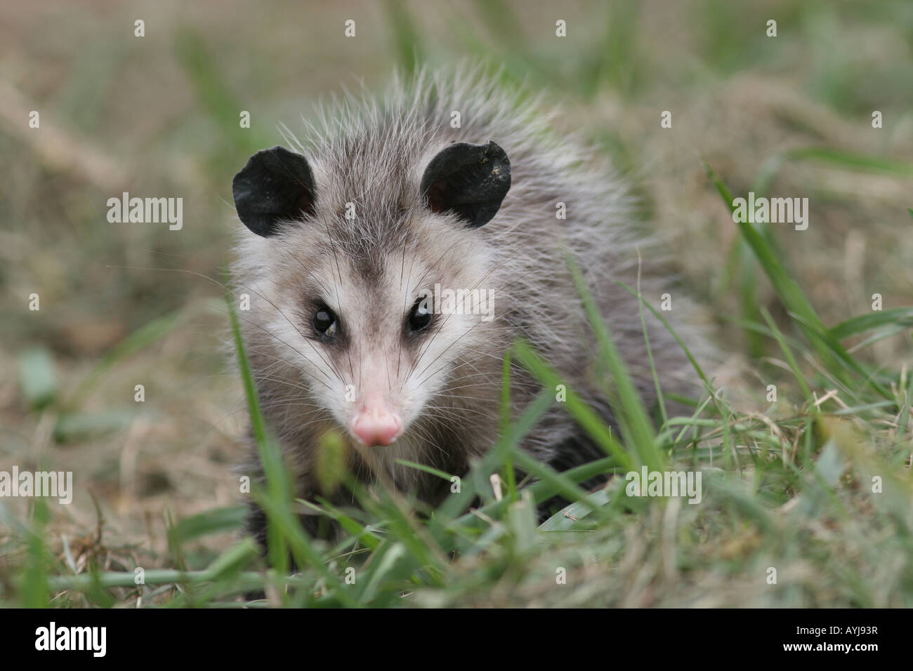 The opossum hi-res stock photography and images - Alamy