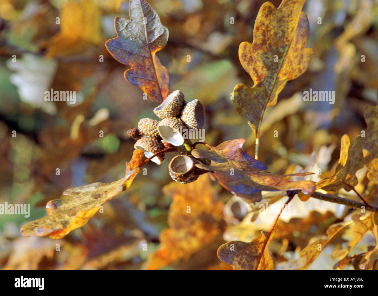 Acorn Caps High Resolution Stock Photography and Images - Alamy