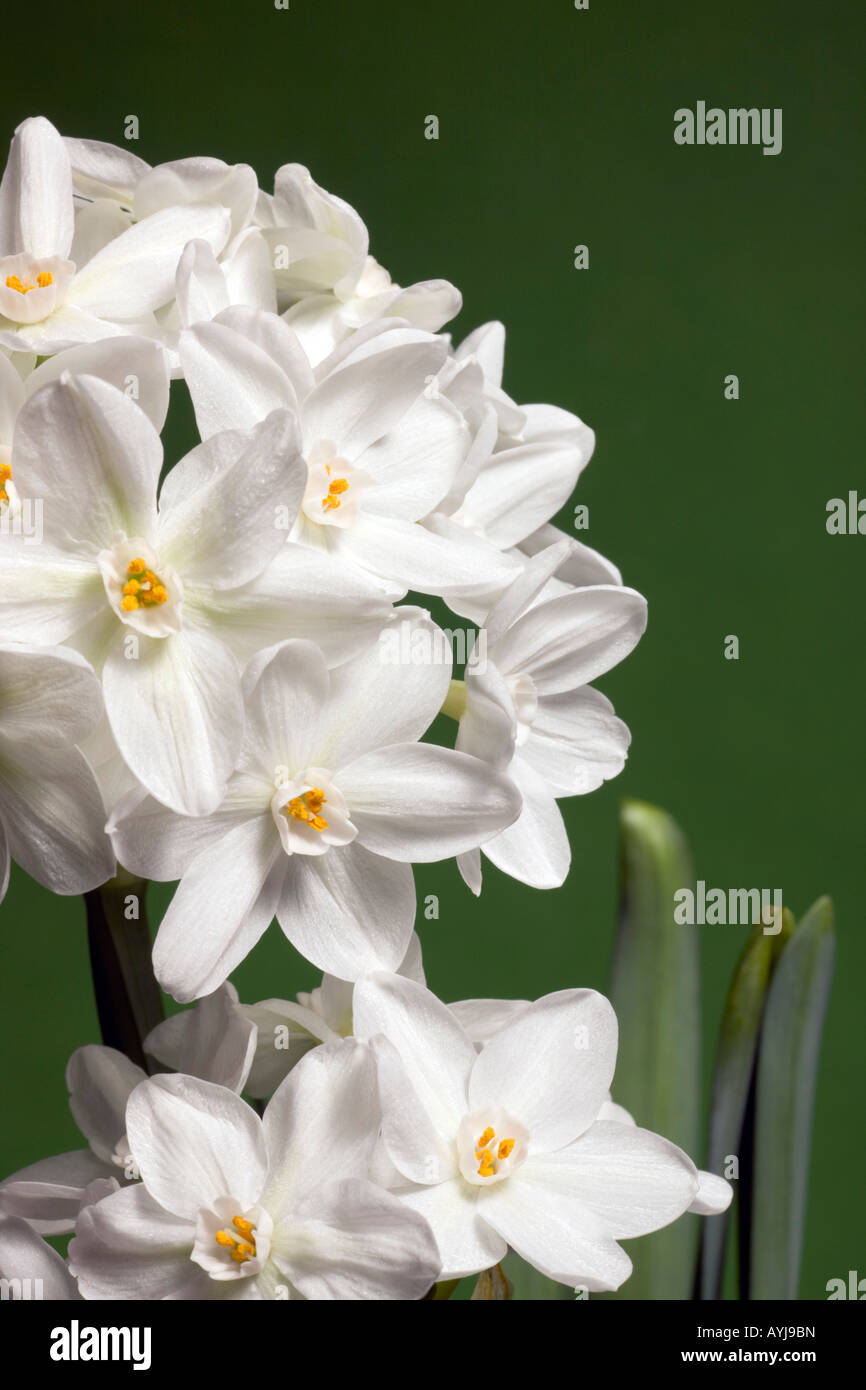 white flowers on green background in studio Stock Photo - Alamy