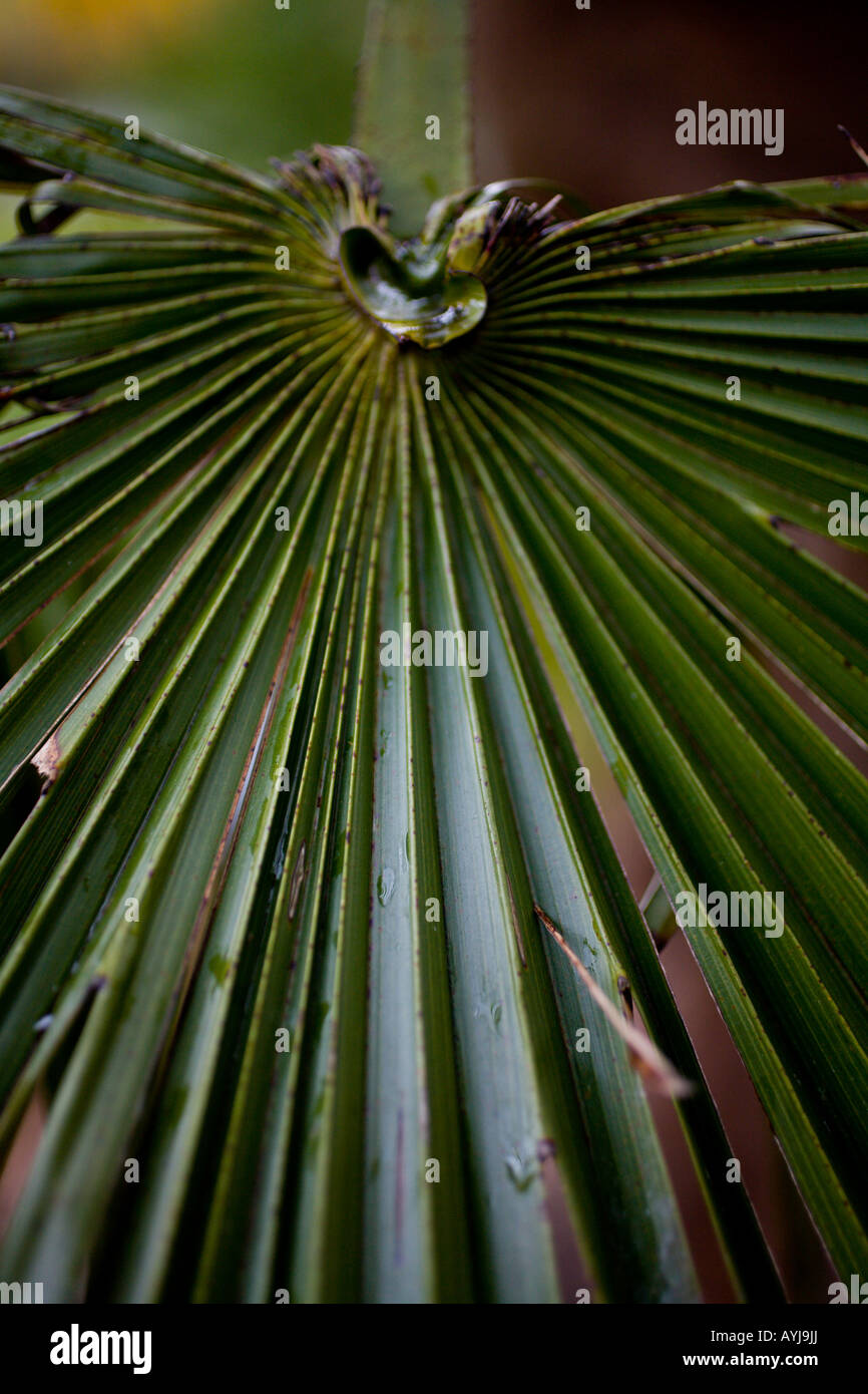 Palmae "Chusan Palm" Trachycarpus fortunei Stock Photo - Alamy