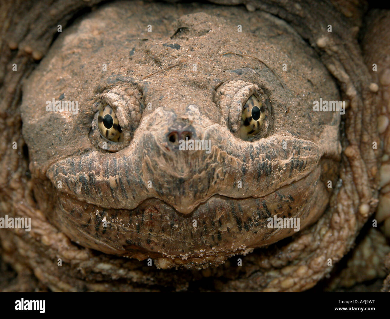 snapping turtle close up Stock Photo - Alamy