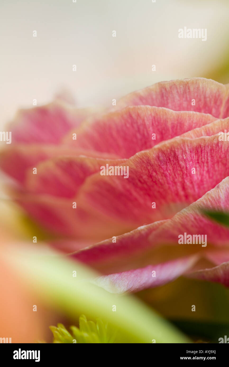 Detail of Ranunculus Picotee Stock Photo - Alamy